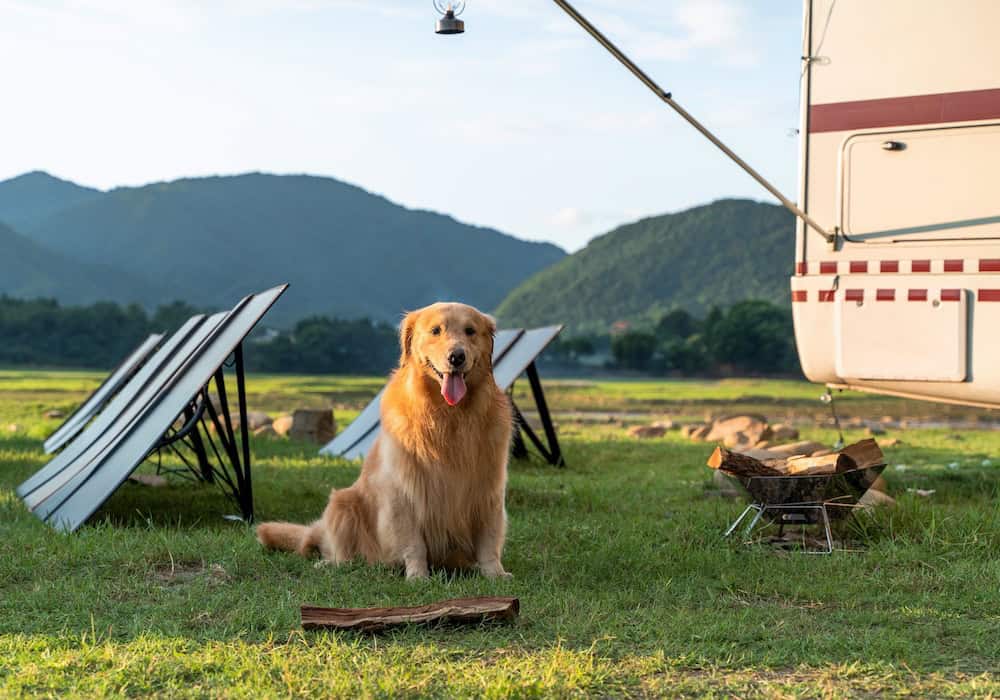 RV Life With Pets: 7 Factors To Consider & Prepare For